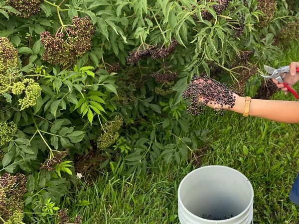 Fresh Frozen Elderberries - the King's Ridge Elderberries