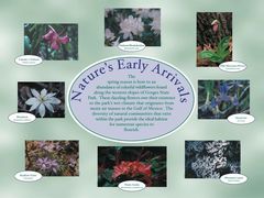 Nature Graphics - Nature Displays, Historical Displays | Nature Graphics