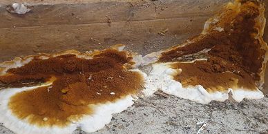 Aquacure Damp and Timber Limited - Condensation Removal, Condensation ...