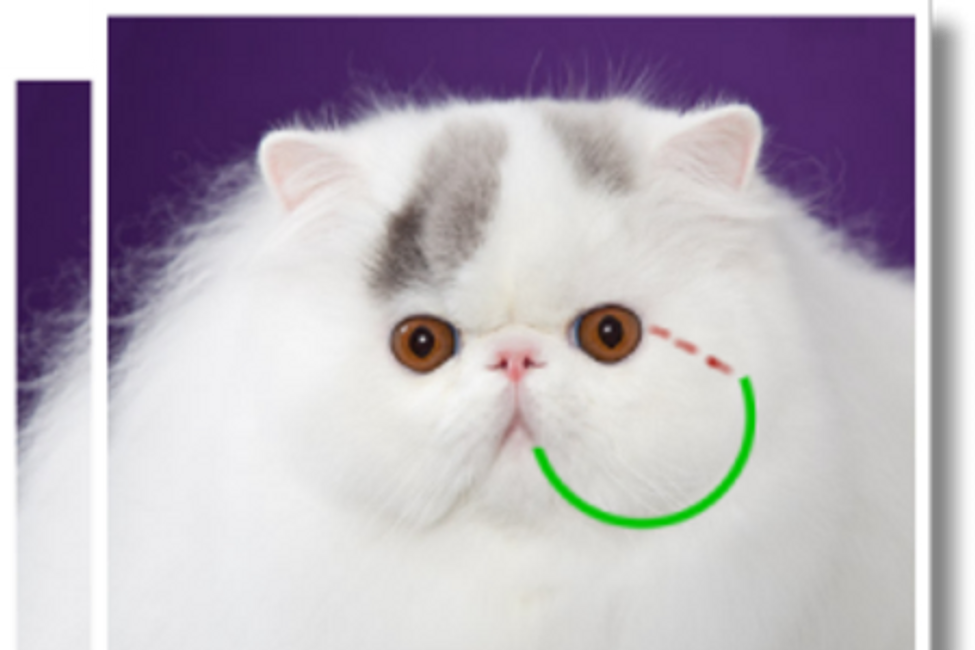 Face Sculpting | OakVillage Persians and Exotics