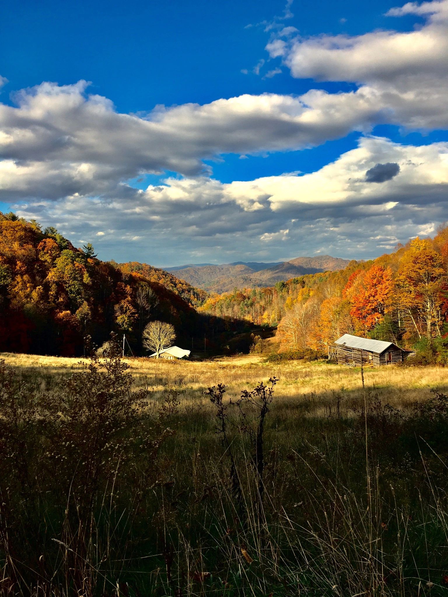 Tree Services - Oak Solid Land Specialist