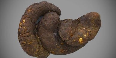 Coprolites - Information and Photos | Poozeum - Coprolites & Dinosaur Poop