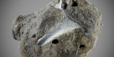 Coprolites - Information and Photos | Poozeum - Coprolites & Dinosaur Poop