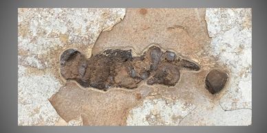 Coprolites - Information and Photos | Poozeum - Coprolites & Dinosaur Poop