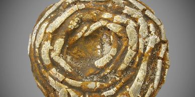 Coprolites - Information and Photos | Poozeum - Coprolites & Dinosaur Poop