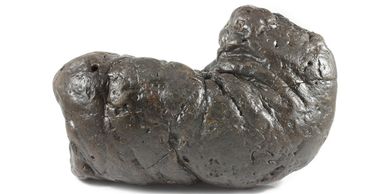 Dinosaur Feces Fossil Factory Sale | emergencydentistry.com