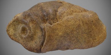 Coprolites - Information and Photos | Poozeum - Coprolites & Dinosaur Poop