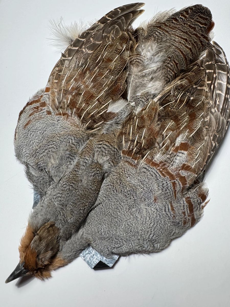 Spent FF Wild Hun Partridge Select Skin 1 male