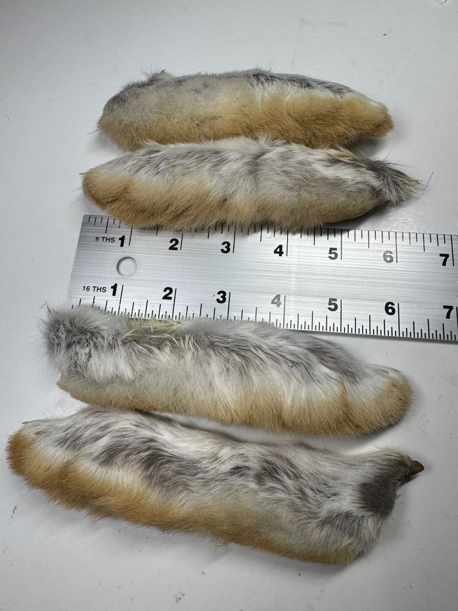 Quebec Snowshoe Hare’s Foot