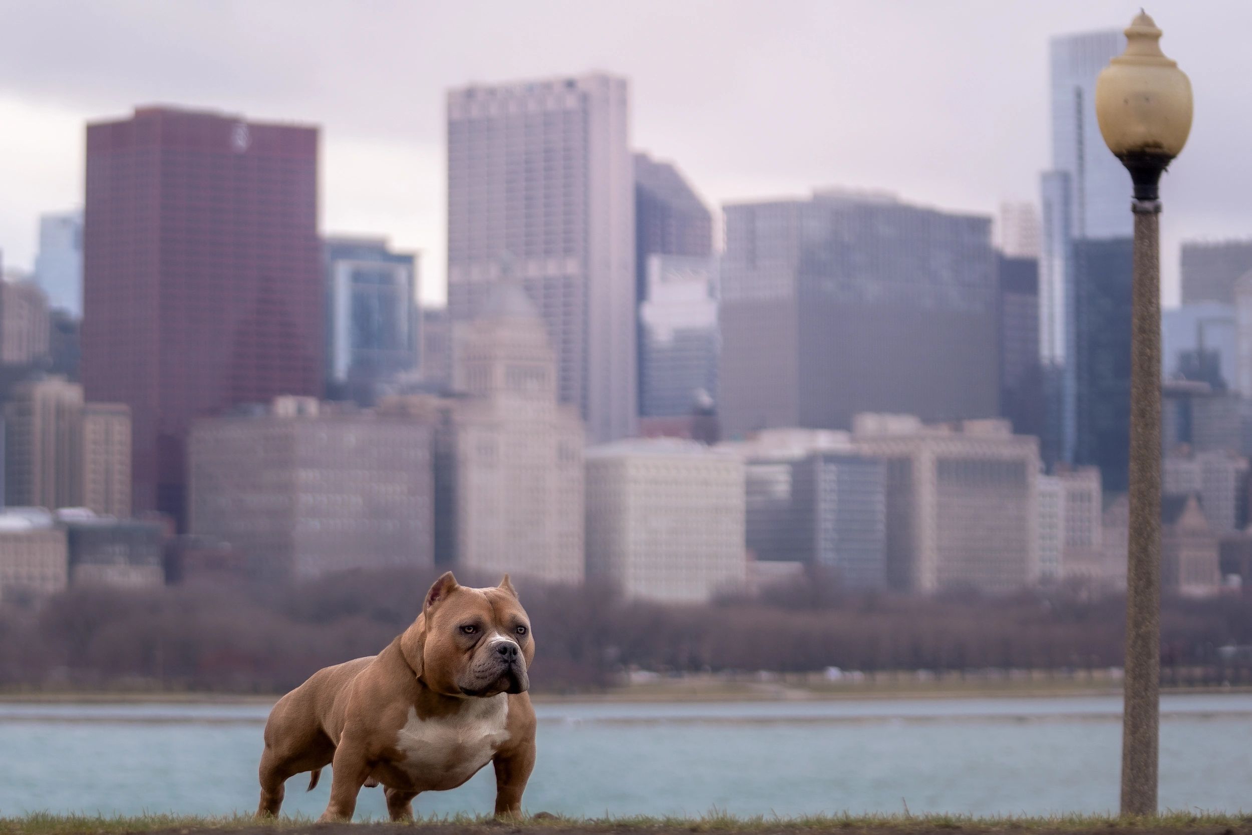 "7 Key Factors for Building an American Bully Kennel Brand"