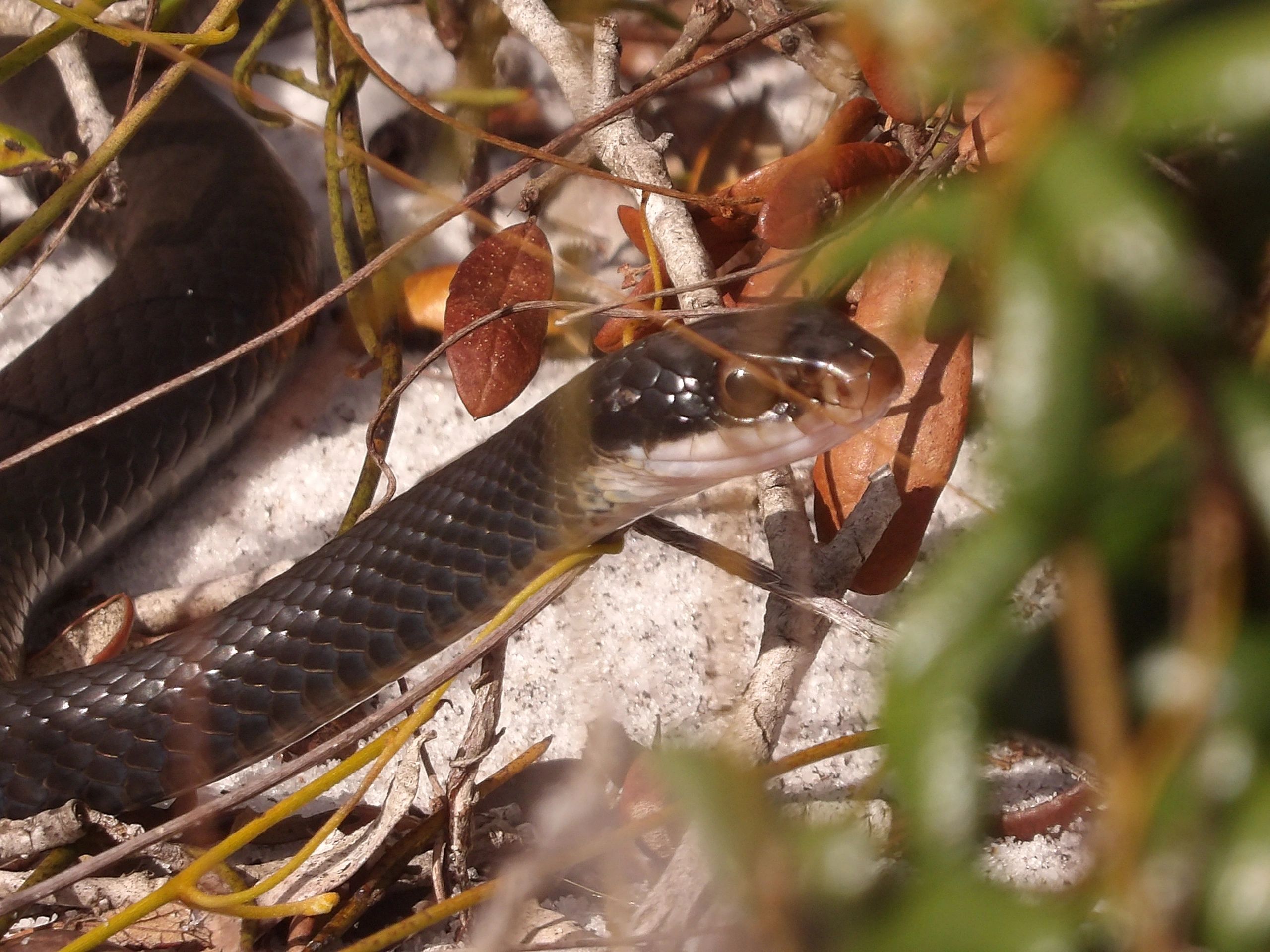 Species of the Day: Southern Black Racer