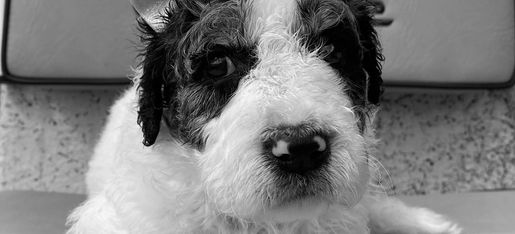 Gulf Coast Doodles - Puppies, Doodles