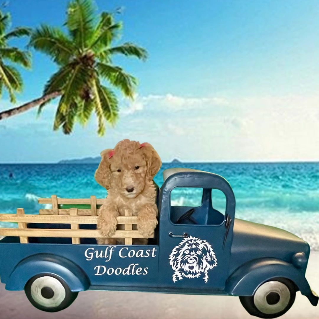 Gulf Coast Doodles - Puppies, Doodles