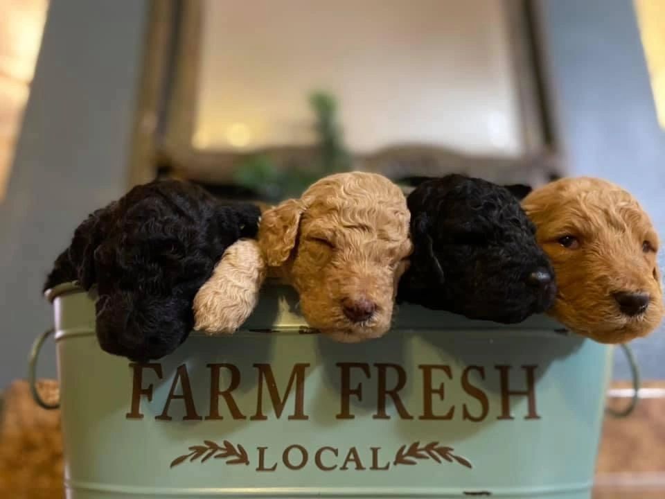 Gulf Coast Doodles - Puppies, Doodles