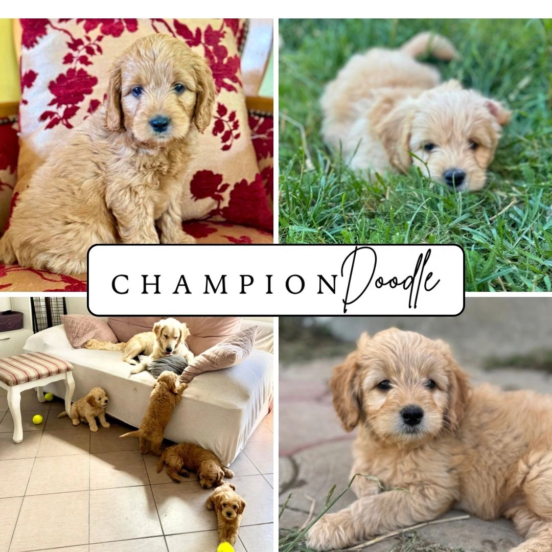 Champion Doodle, Champion Linage F1 Mini European Goldendoodles