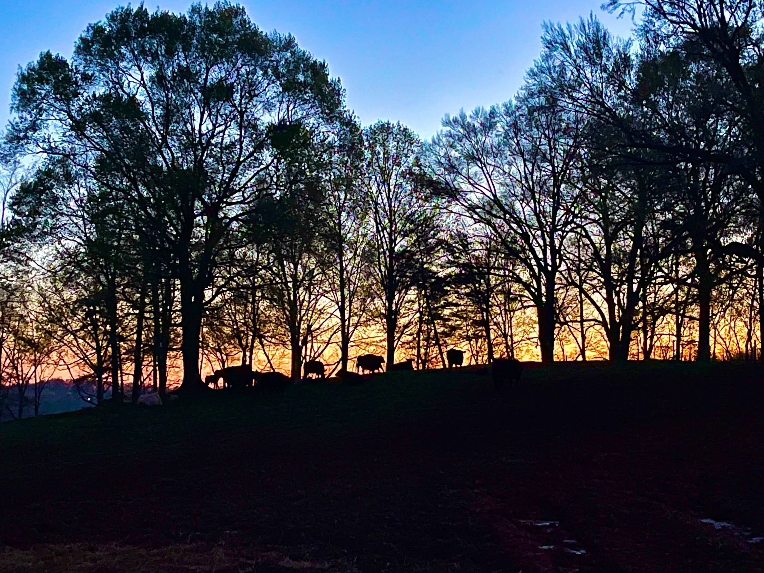 Sweet Creek Farms - Home