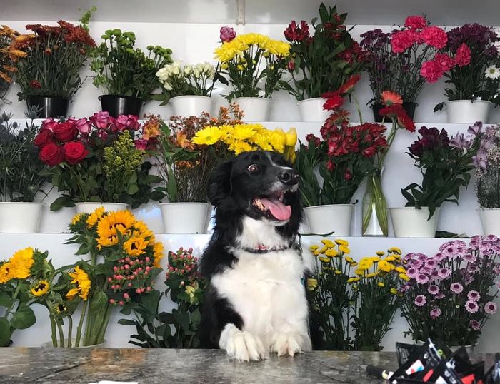 Snapdragon Wagon - Mobile florist