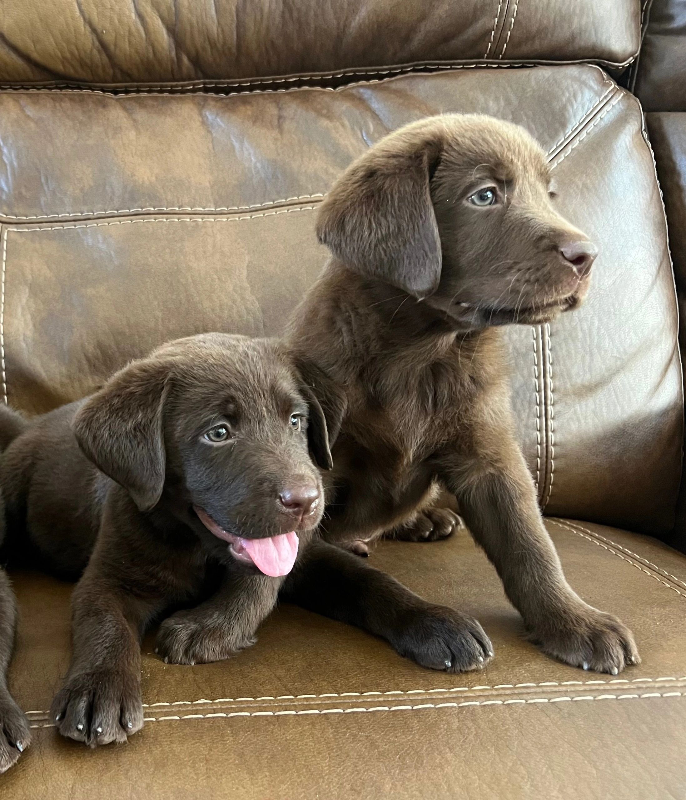 Labrador Retrievers - Majestic Labradors