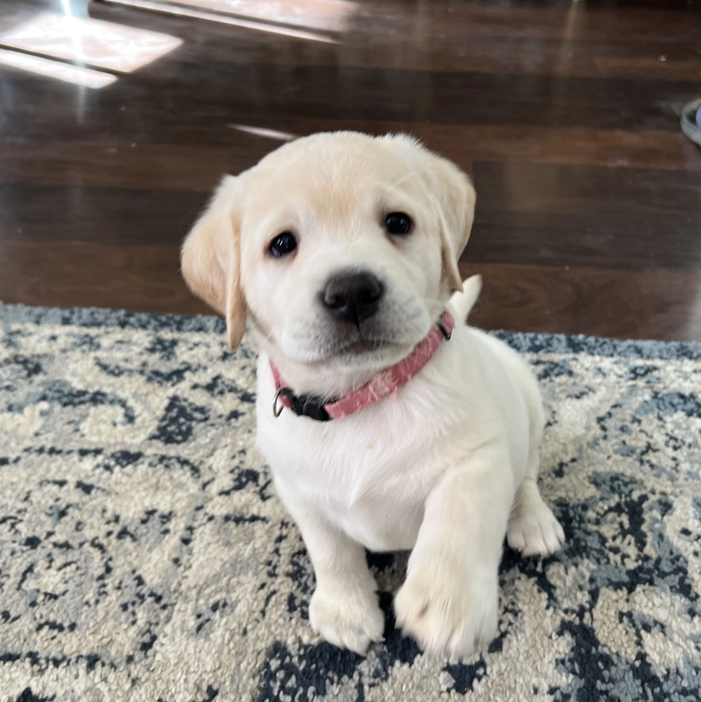 Majestic Labradors - Home