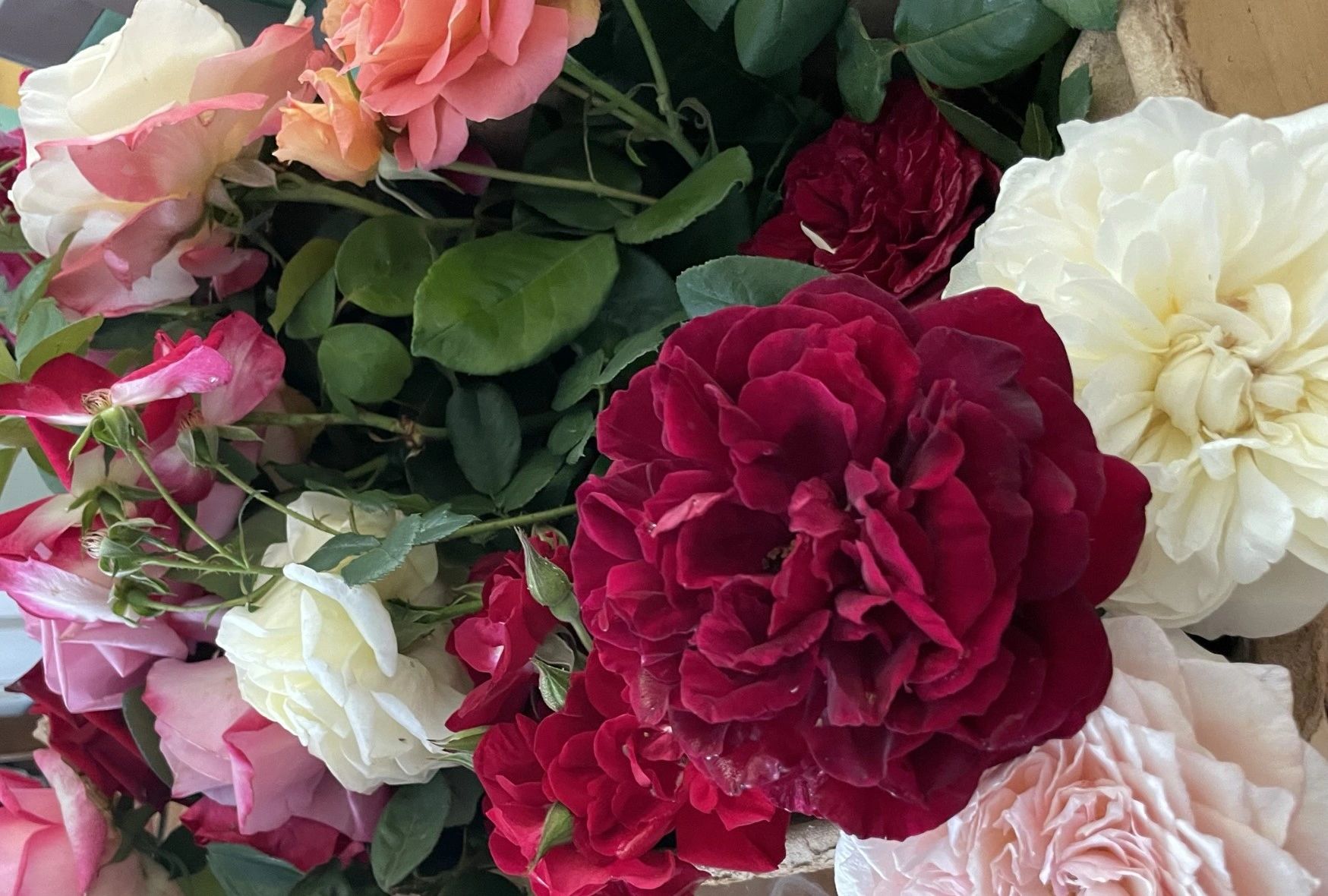 Lodi Woodbridge Rose Society