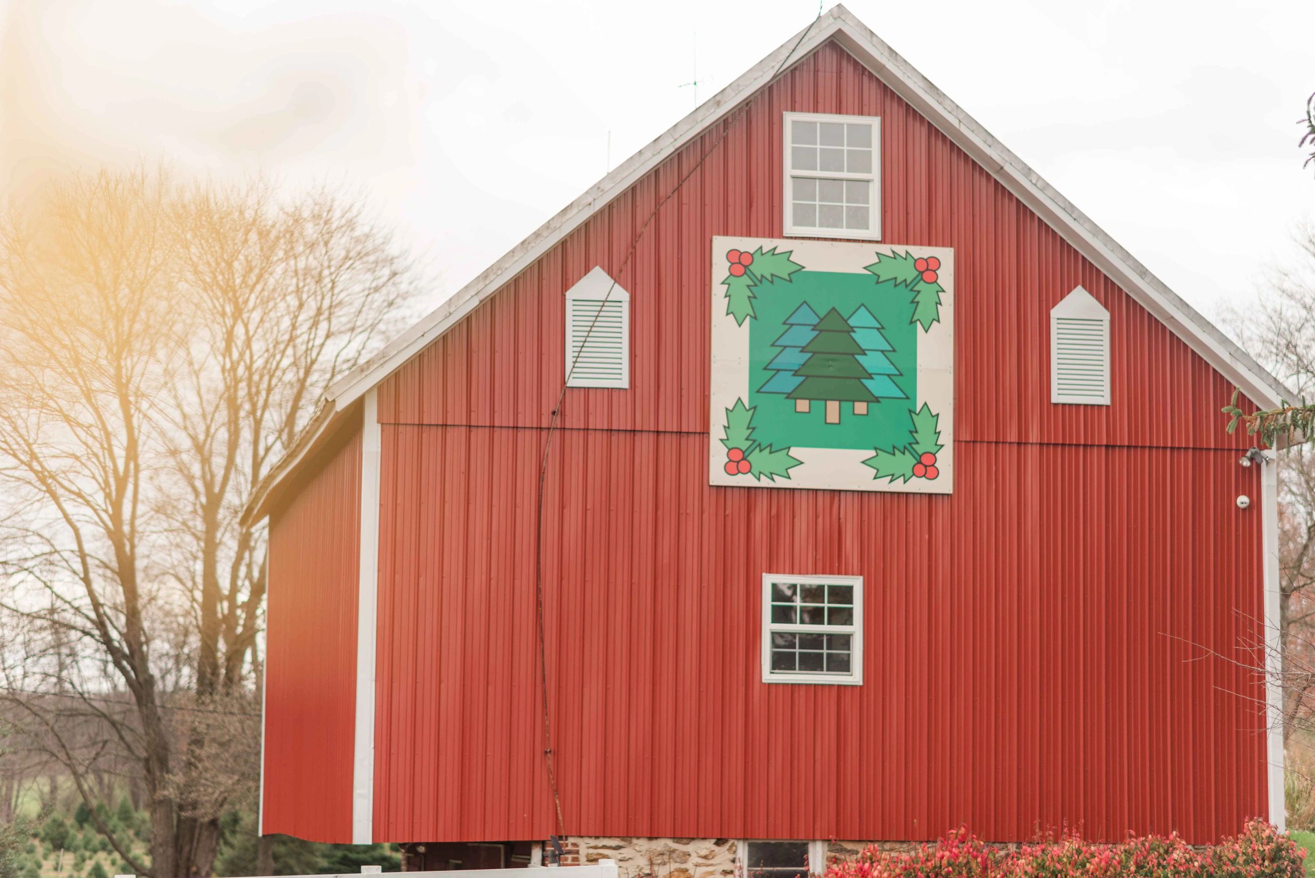 Discover Our Christmas Tree Farm for Fresh Cut Trees