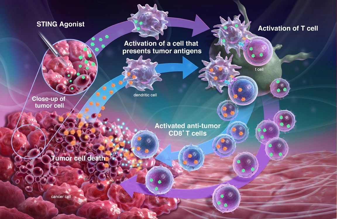 Discovery of STING agonists for Cancer Immunotherapy