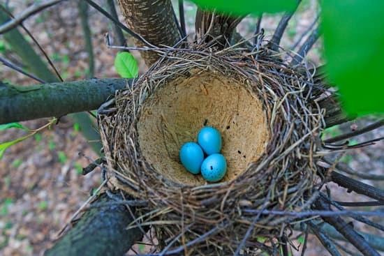 The Pros and Cons of a Nesting Parenting Plan