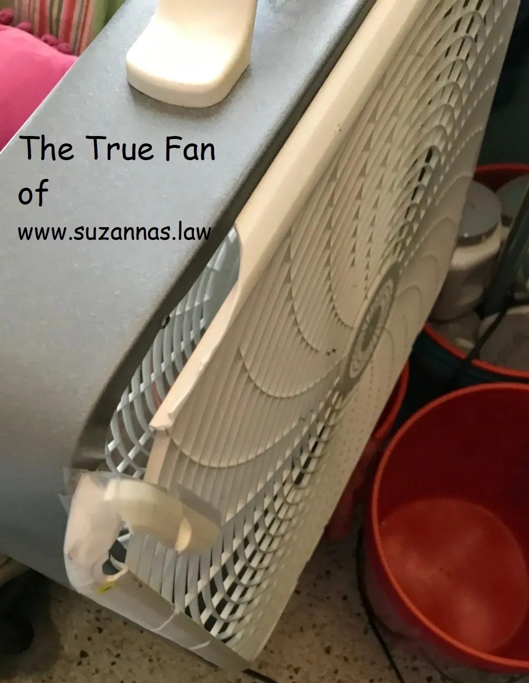 True Fan of Suzannas Law