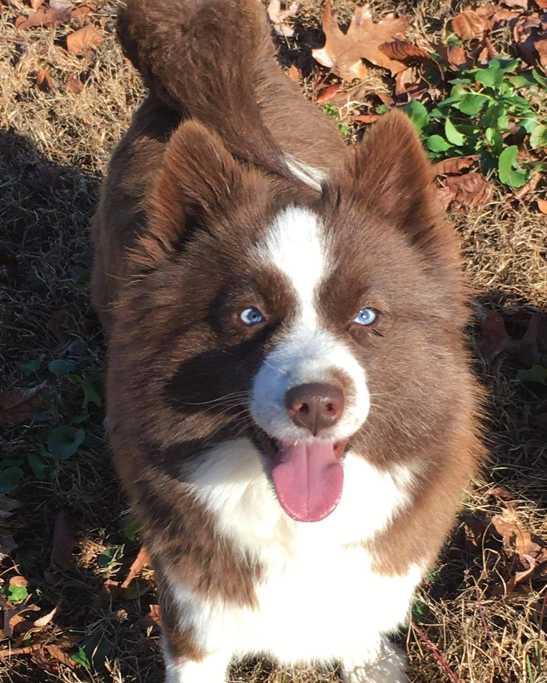 Beastly Beauties Huskies & Pomskies - Pomsky, Breeder, Siberian husky ...