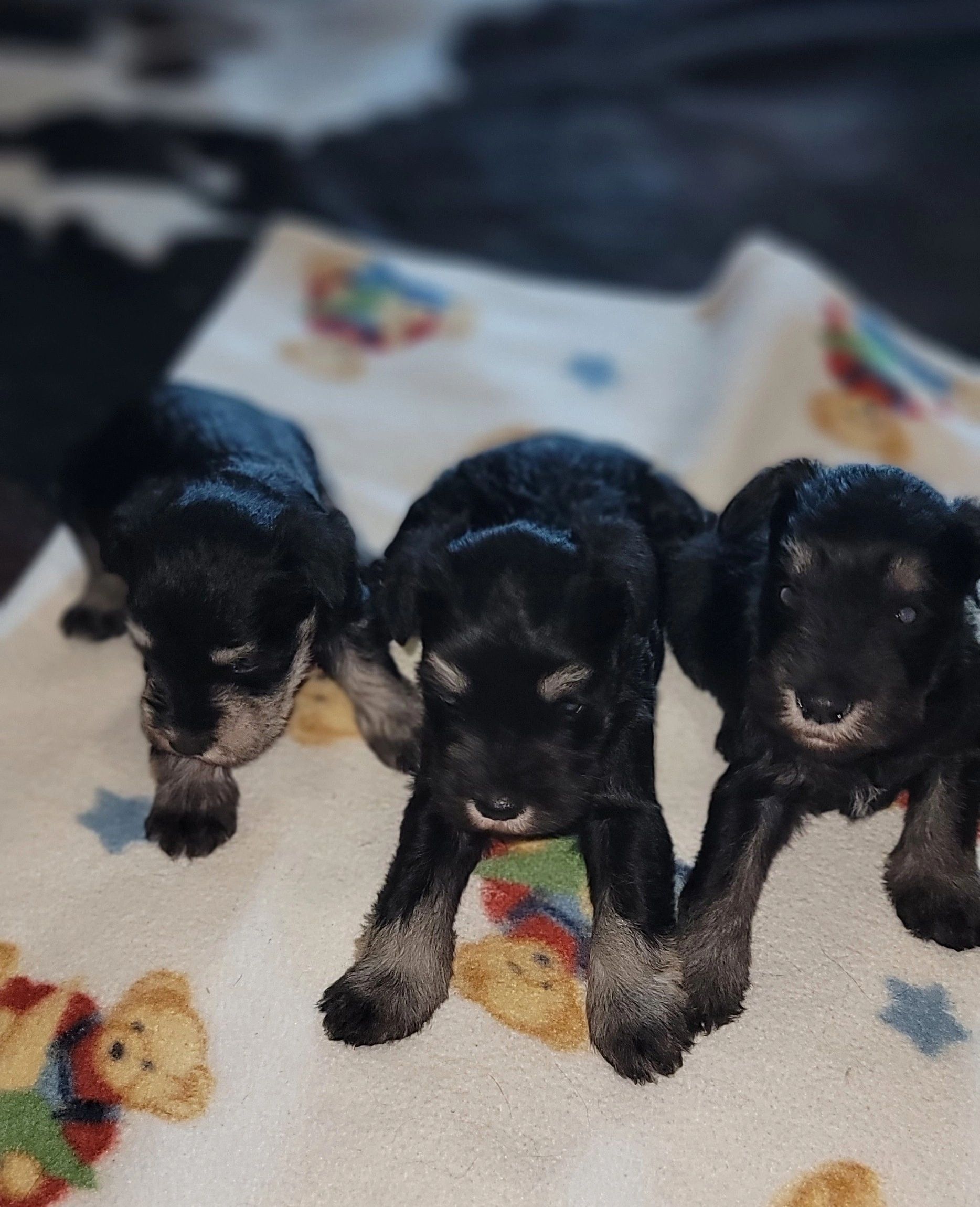A'Lord Miniature Schnauzer - online