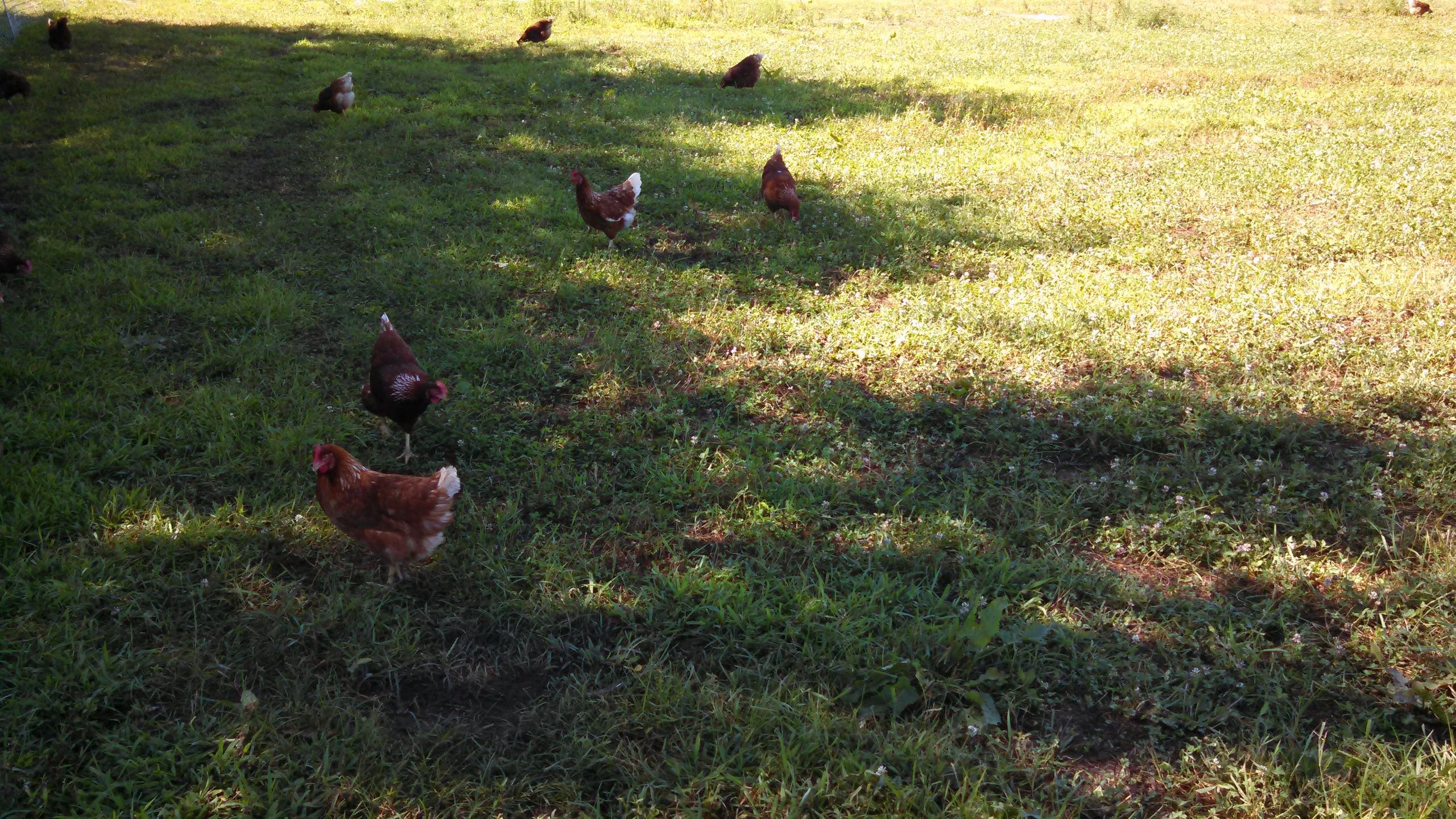 Natural Family Farms - Organic, Pasture Raised, Free Range Eggs