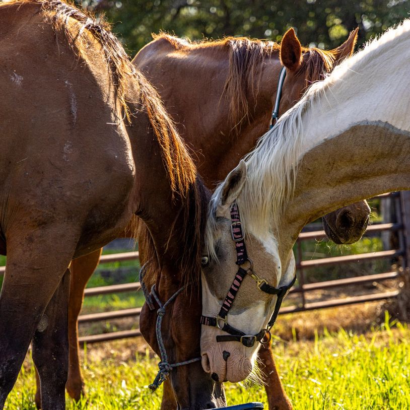 Horse Rescue - Southern Maryland Equine Miracles Rescue