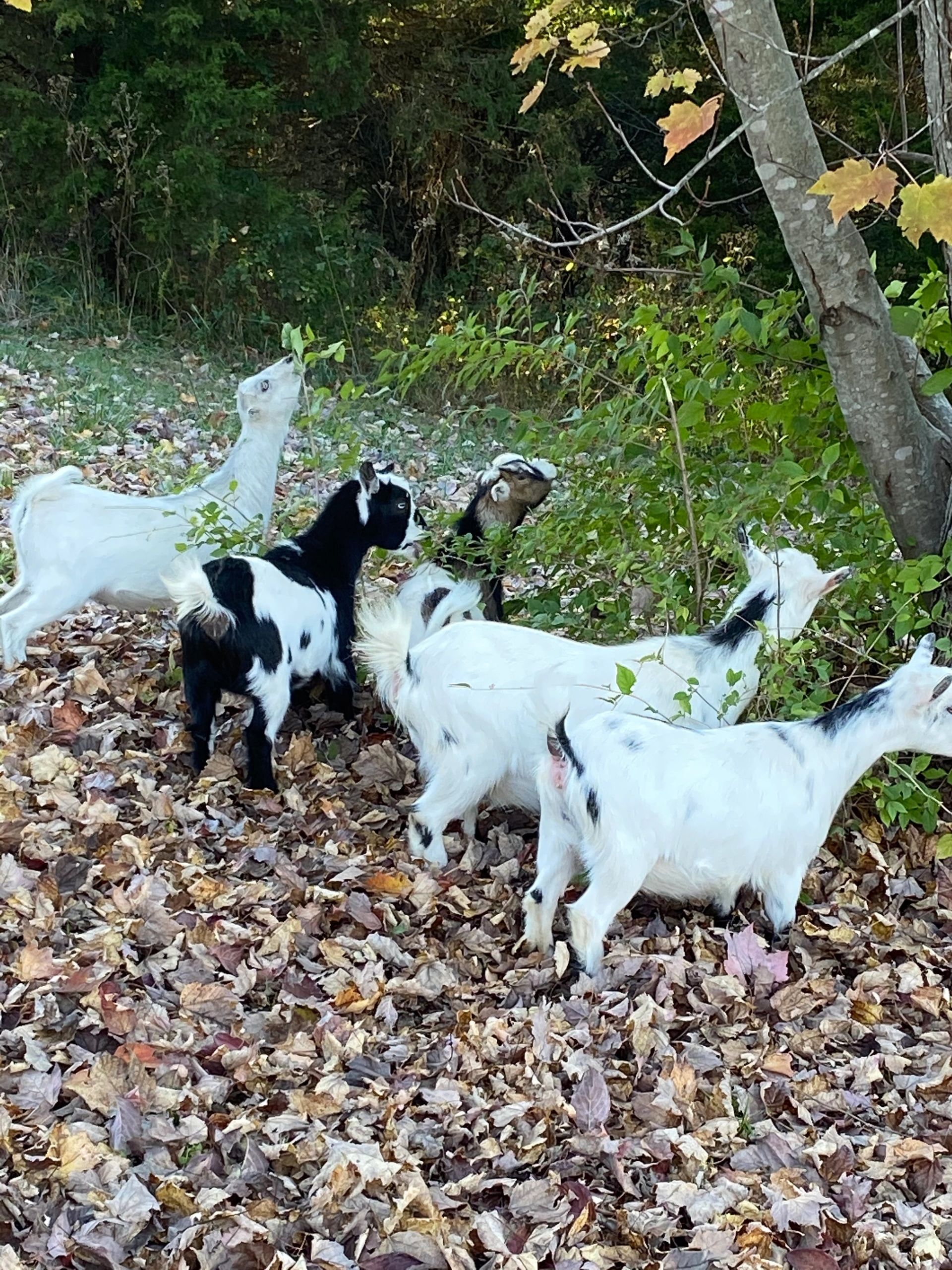 Giddy Goat Farms