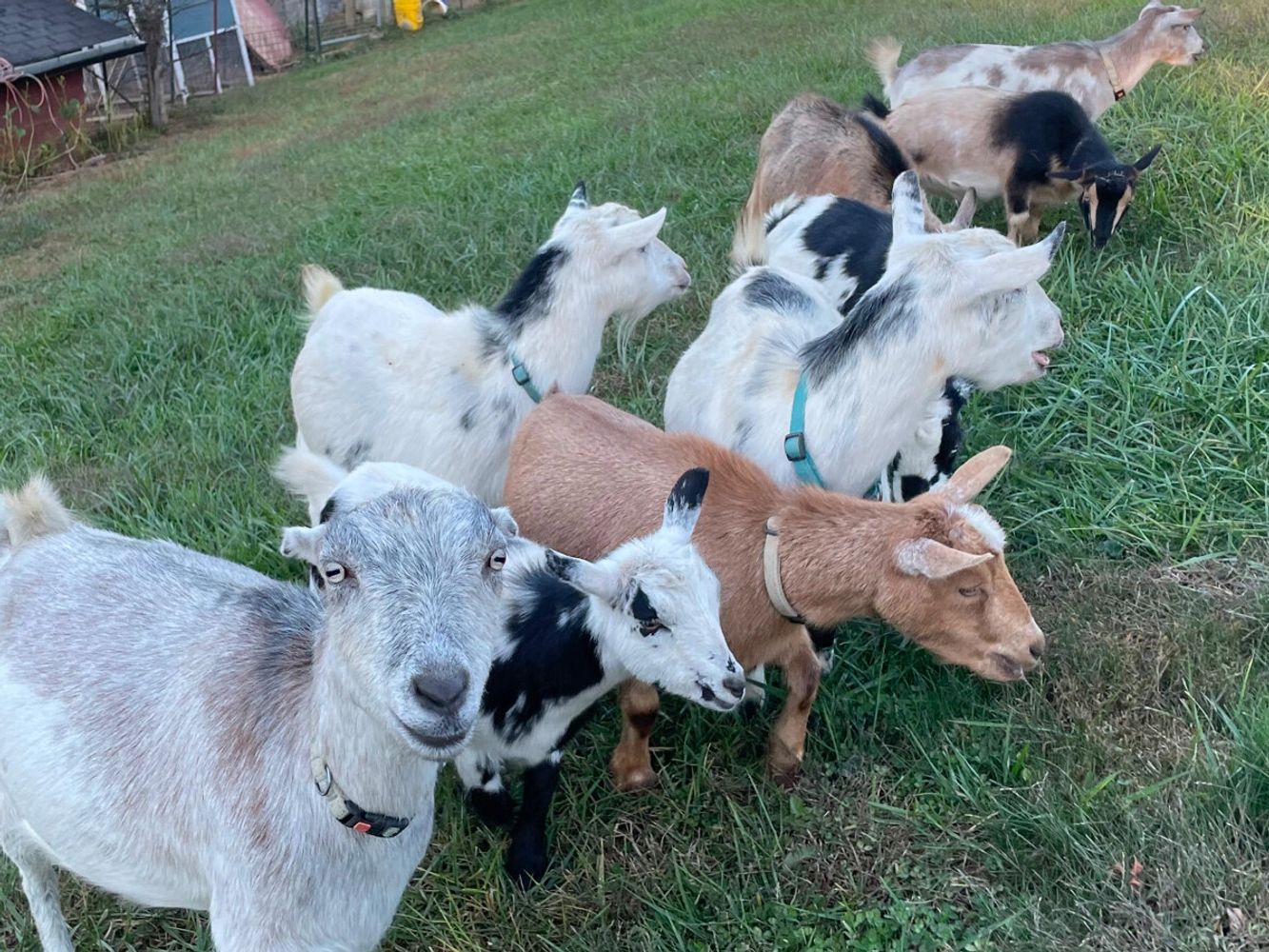 Giddy Goat Farms