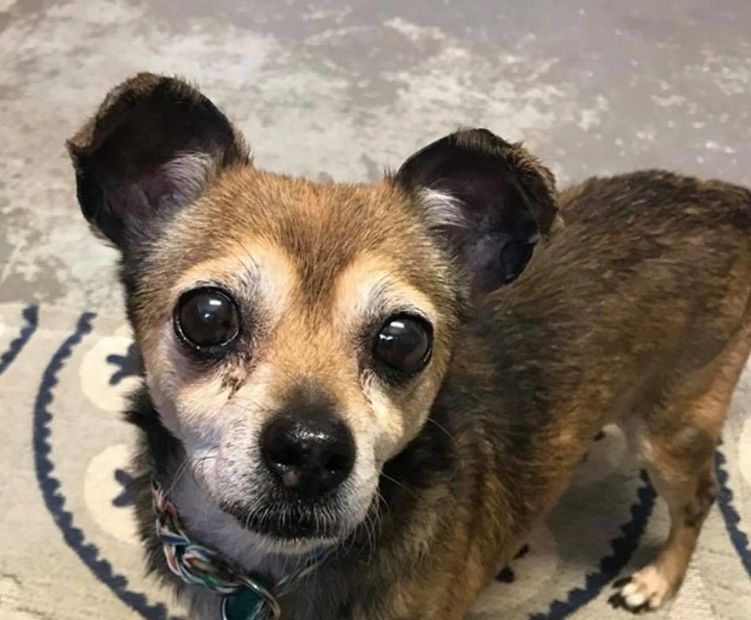 Monkey's Pack - Animal Rescue, Animal Shelter, Adopt a Pet