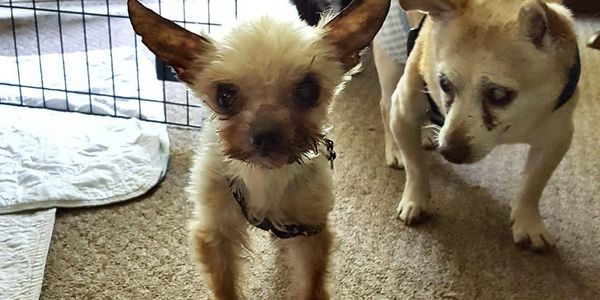 Monkey's Pack - Animal Rescue, Animal Shelter, Adopt a Pet