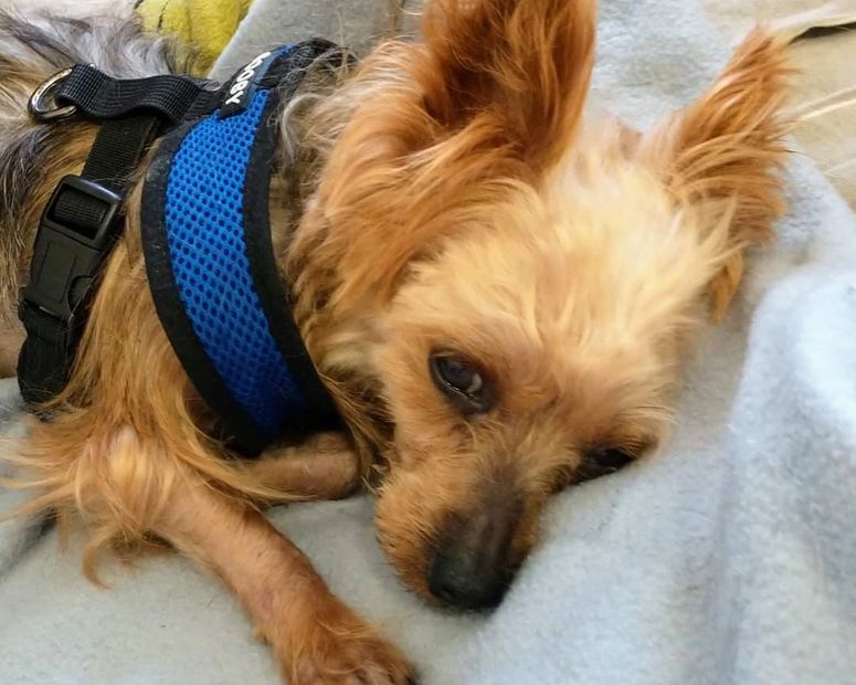 Monkey's Pack - Animal Rescue, Animal Shelter, Adopt a Pet