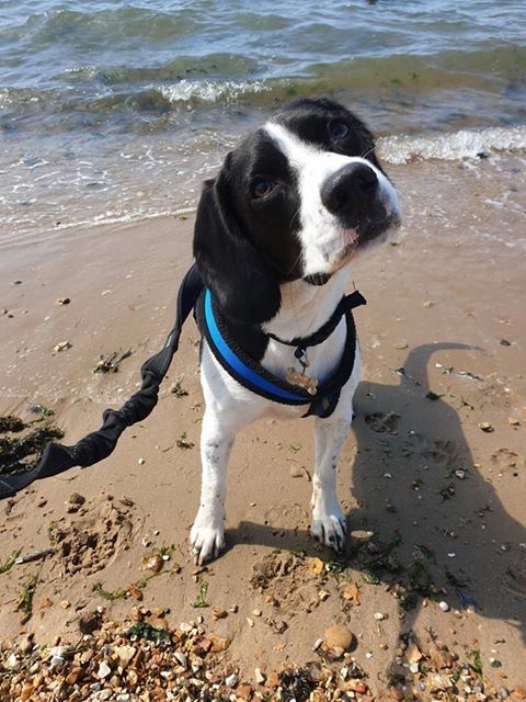 Pet Care | Buddiepet