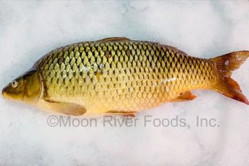 ASIAN CARP | Moon River Foods