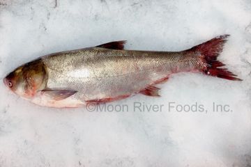 ASIAN CARP | Moon River Foods