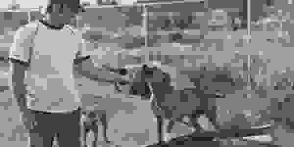 Pat Patrick Indian Bolio | American Sentinel K9, LLC