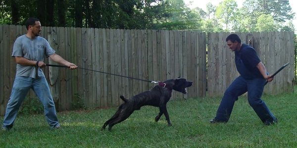 American Sentinel K9, LLC - Bandog, Bandogge