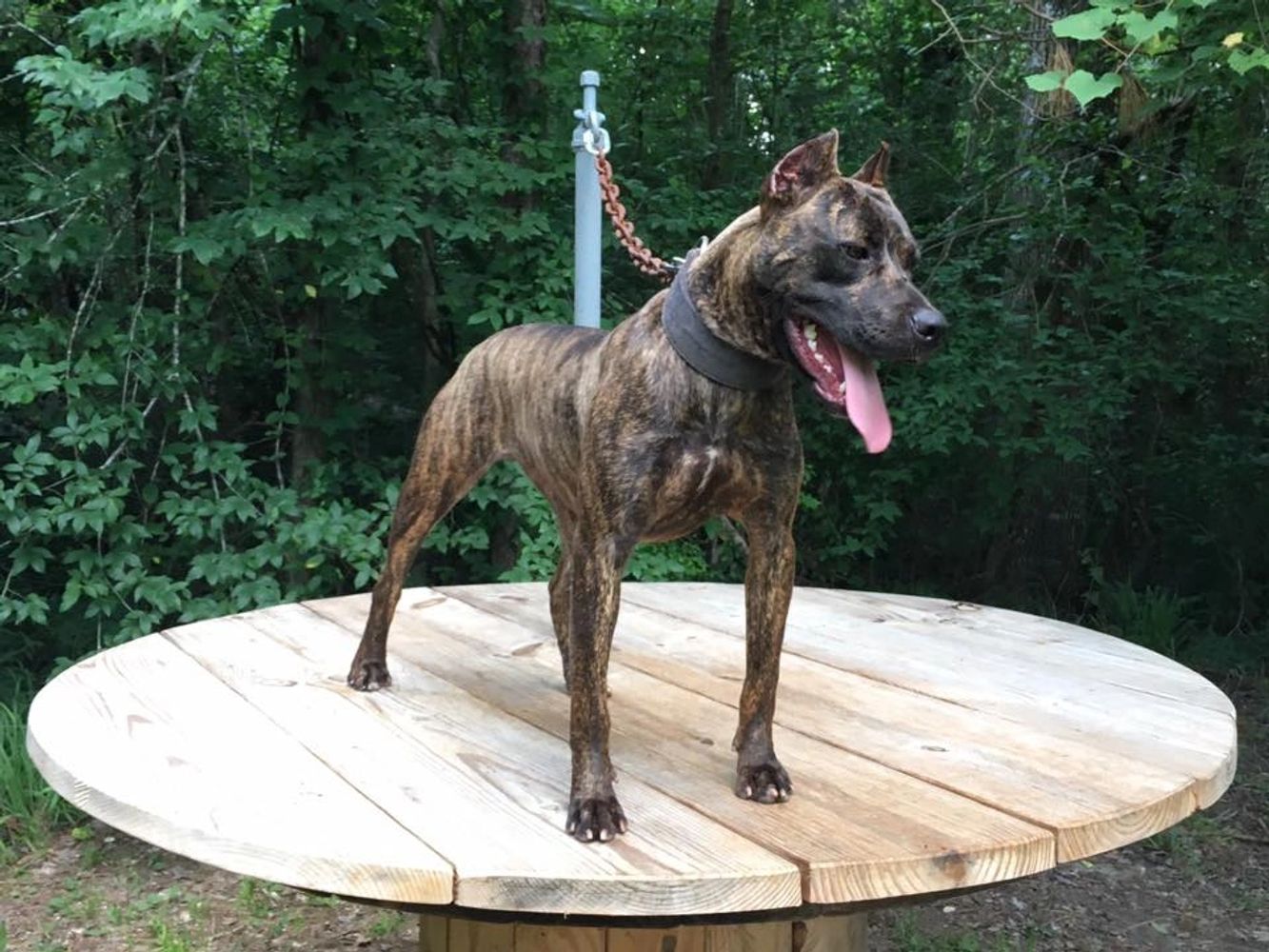 American Sentinel Bandog