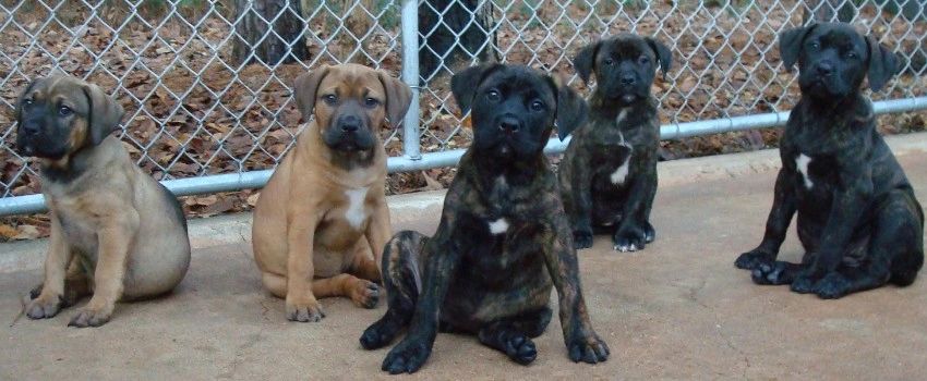 What Breeds Make A Bandog