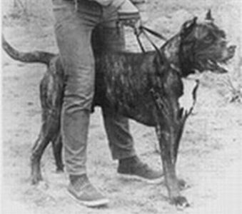 American Sentinel K9, LLC - Bandog, Bandogge | American Sentinel K9, LLC