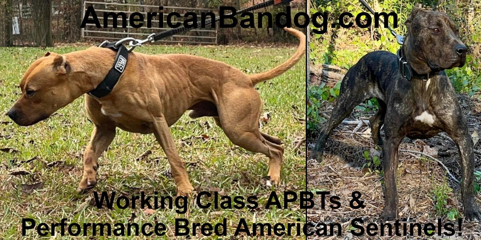 K9s We Owned or Produced