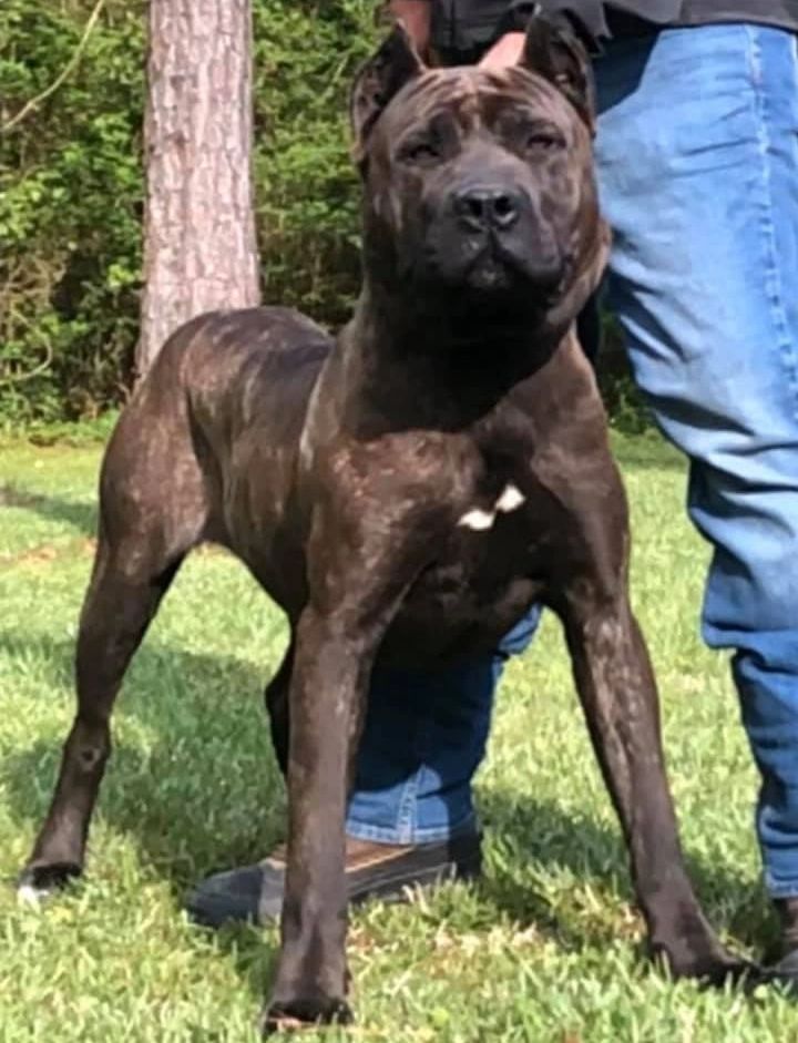 What Exactly Is A Bandog