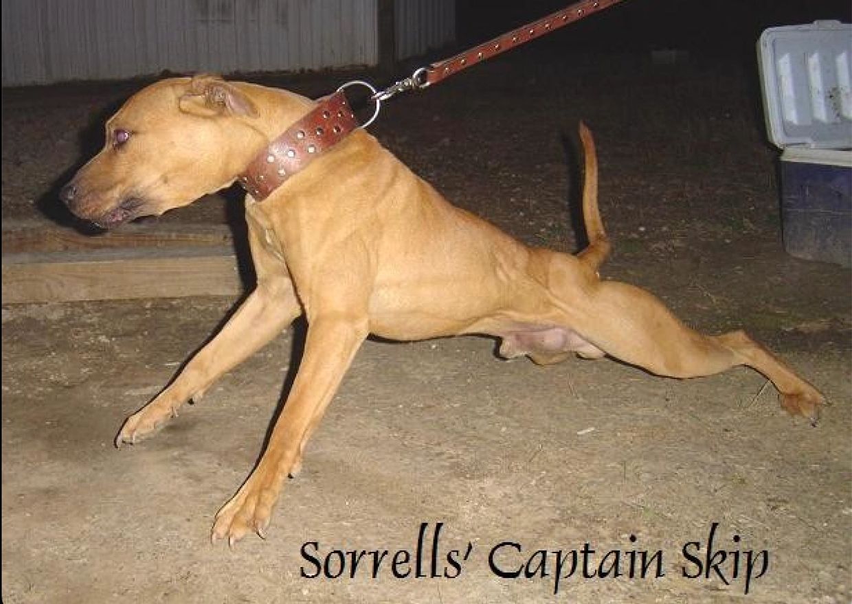 Our Pit Bull Program