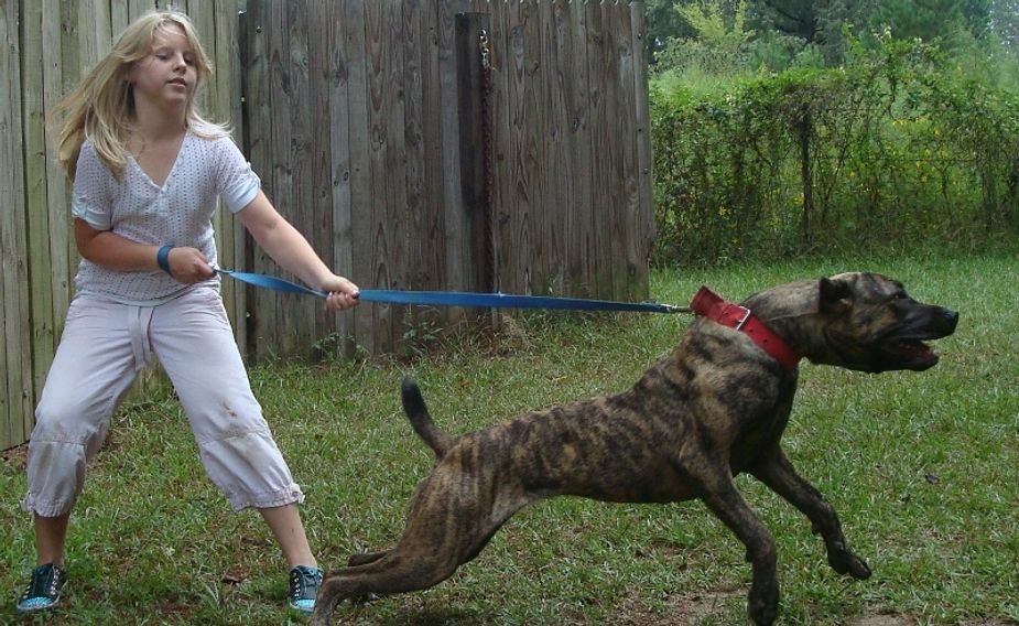 American Sentinel K9, LLC - Bandog, Bandogge