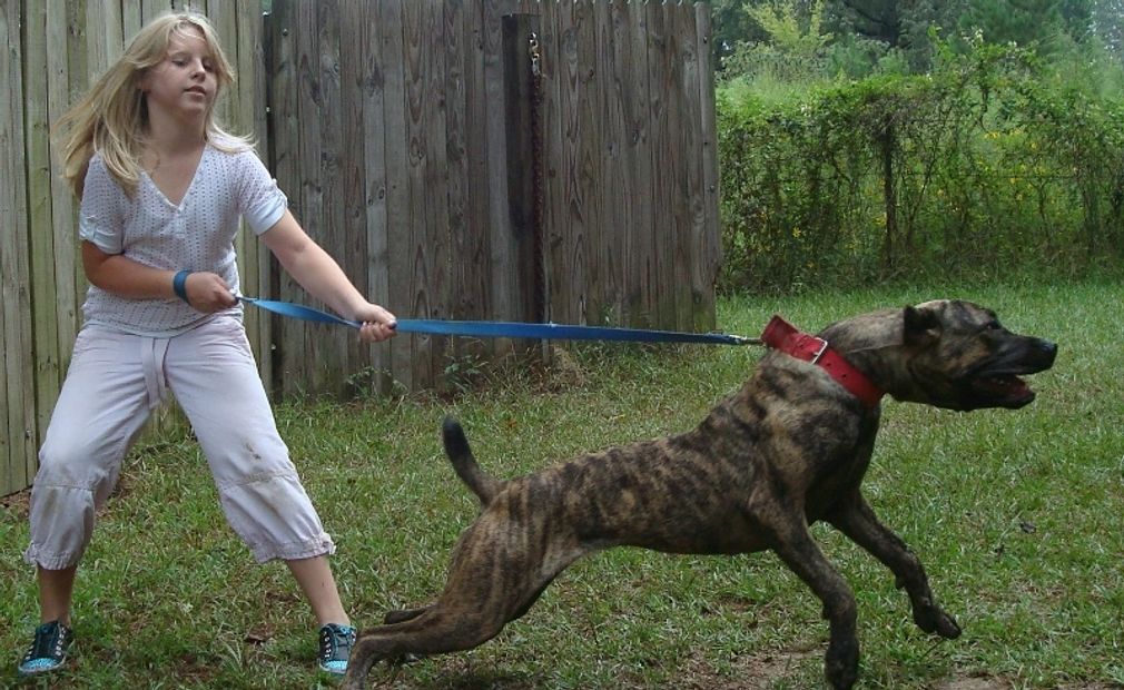 American Sentinel K9, LLC - Bandog, Bandogge